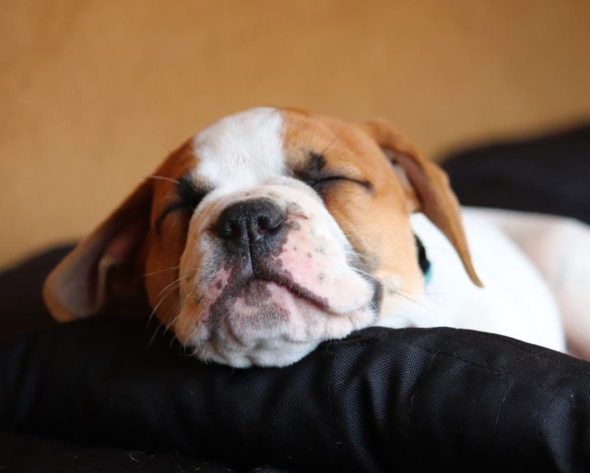 The Dog Club Maldon - Doggy Daycare, Puppy Training & Dog Sitting